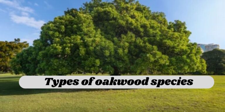 42 Types of oakwood species - WoodworkingToolsHQ