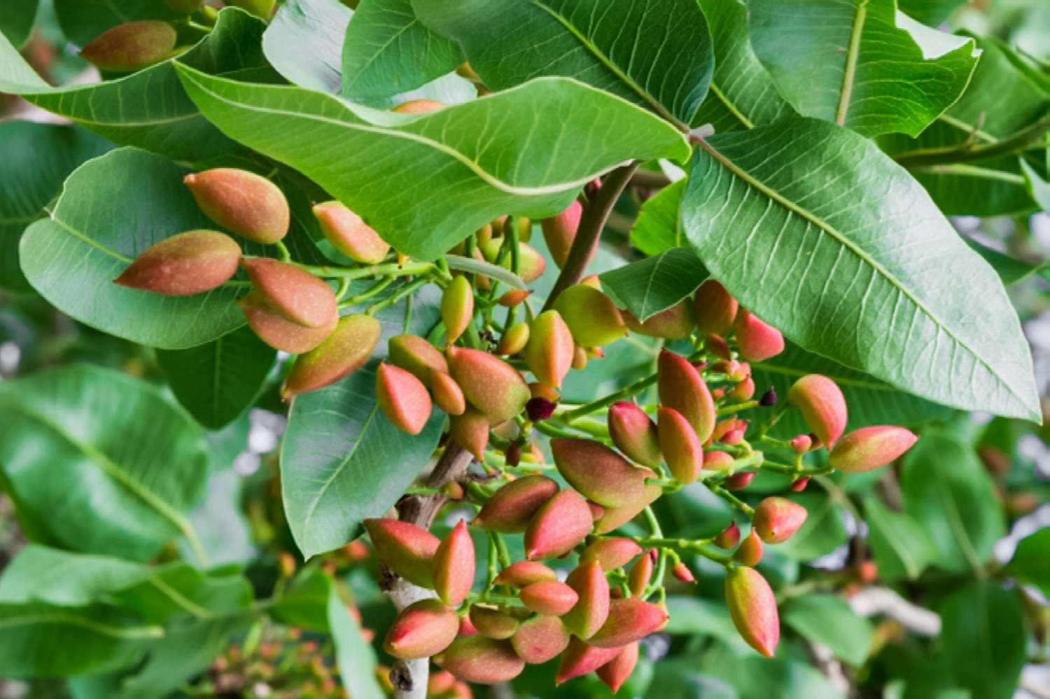 what nuts are not tree nuts - WoodworkingToolsHQ